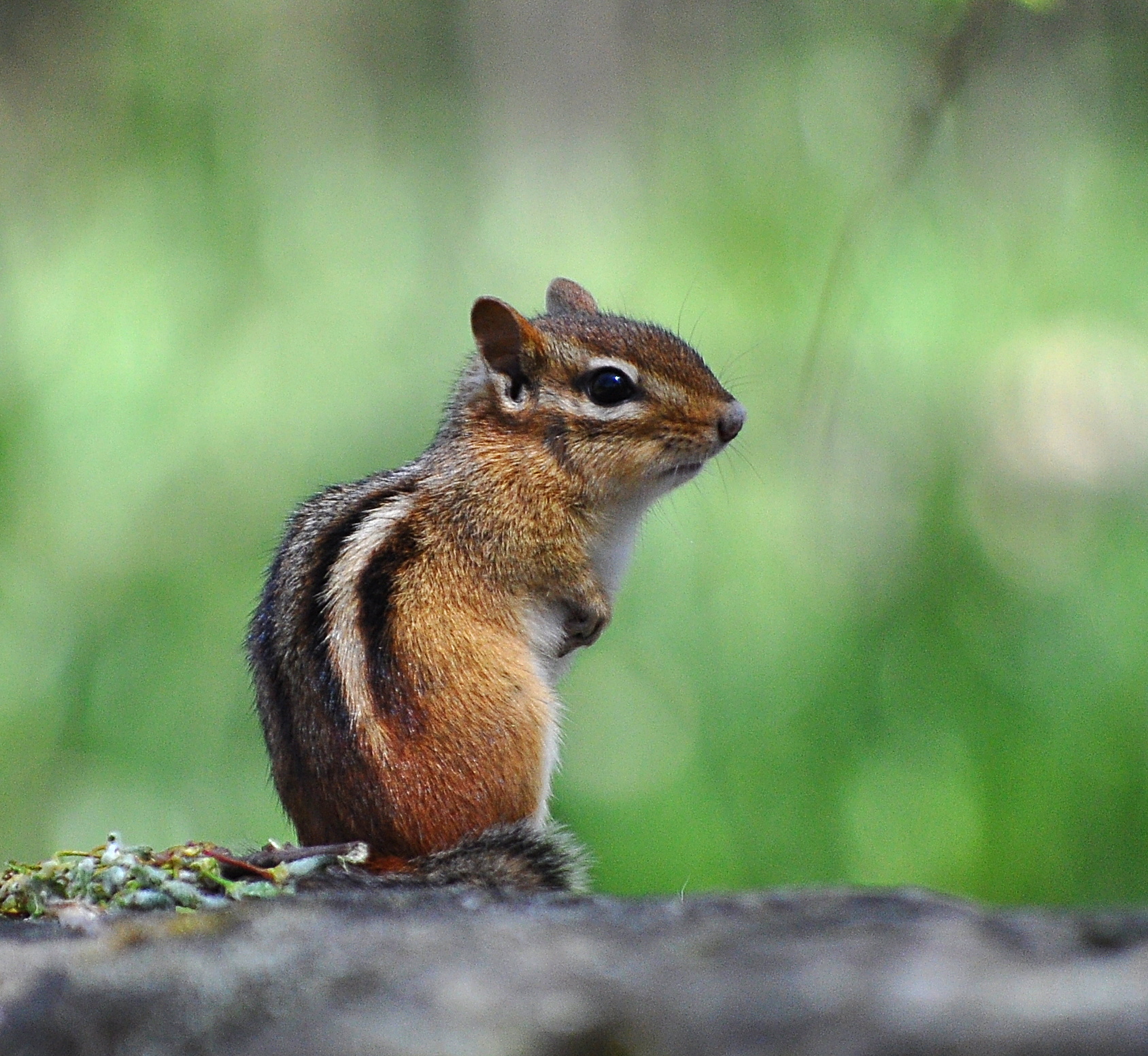 Chipmunks | Wildlife Welfare